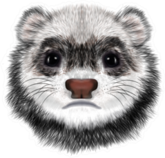 Realistic Portrait Of Sad Ferret Face Sticker