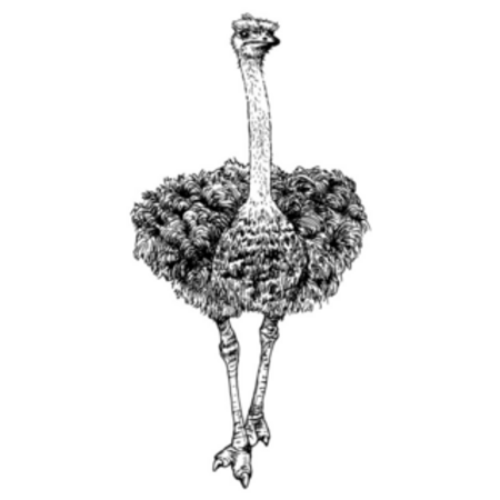 Realistic Sketch Of Ostrich Sticker