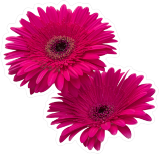 Daisy Flower Stickers & Decals - White, Yellow, & More