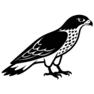 Red-tailed Hawk Sticker