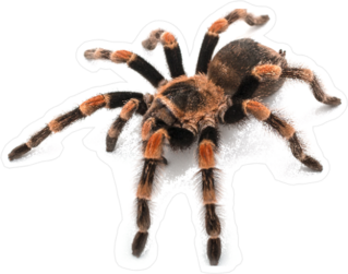 Red Tarantula Sticker