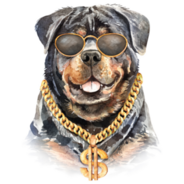 Rottweiler Gold Chain Sticker