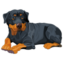 Rottweiler Laying Down Sticker