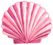 Seashell Watercolor Illustration Pink Sticker