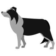 Simple Border Collie Sticker