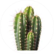 Spiky Cactus Sticker
