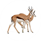 Springbok Antelopes Colour Pencil Drawing Sticker