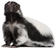 Striped Skunk Sticker