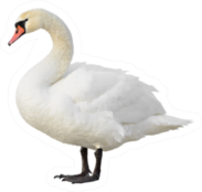 Swan Standing Isolated On White Sticker