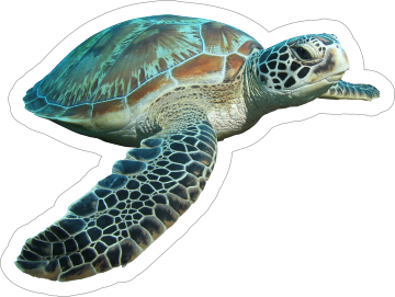 Swimming Turtle Sticker Shipped Fast & Free!