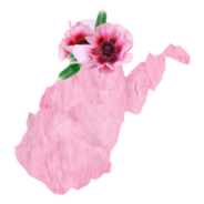 Tender Pink Colors State West Virginia Sticker