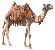 The Lonely Domestic Camel Isolated On White Sticker