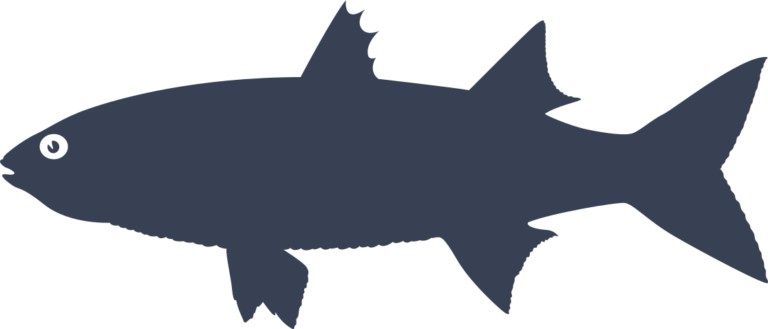 Order Your Thiclip Grey Mullet Fish Sticker Today - Free Shipping!