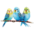 Three Cute Parakeets Sticker