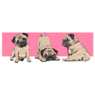 Three Pugs On Pink Sticker