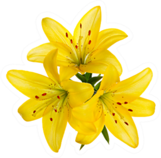 Lily Flower Stickers & Decals | Car Stickers