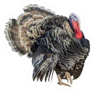 Turkey Decals & Stickers | Wild Turkey Decals | Car Stickers