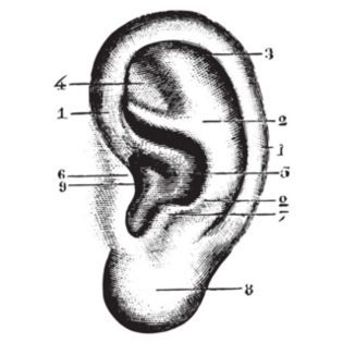 High Quality Ear Stickers & Decals - Free Shipping