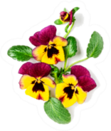 Viola Pansy Flower Creative Composition Sticker