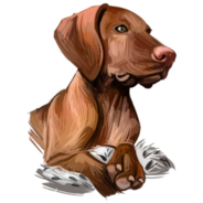 Vizsla Dog Breed Sticker