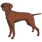 Vizsla Illustration Sticker