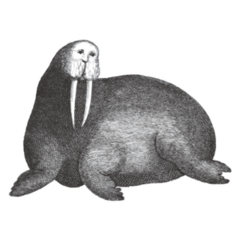 Walrus Doodle Sketch Sticker