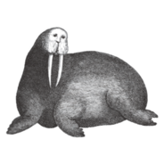 Walrus Doodle Sketch Sticker
