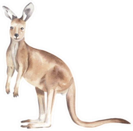 Watercolor Australian Hand Painted Kangaroo Sticker