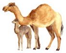 Watercolor Cute Camel With Baby Sticker