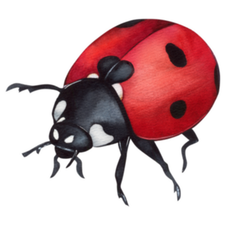 Watercolor Ladybug Sticker