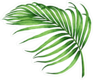 Watercolor Palm Frond Sticker