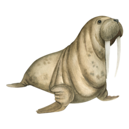 Watercolor Polar Arctic Walrus Sticker