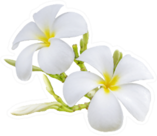 Plumeria Flower Stickers & Decals | Car Stickers
