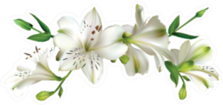 Lily Flower Stickers | Car Stickers