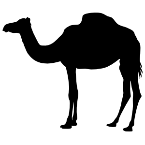 Camel Stickers & Car Decals – Dozens of Designs & Styles