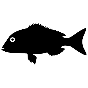 Commun Sea Bream Fish Sticker