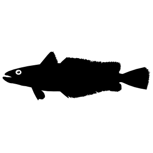 European Hake Fish Sticker