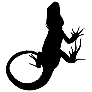 A Frilled Neck Lizard Gecko Sticker